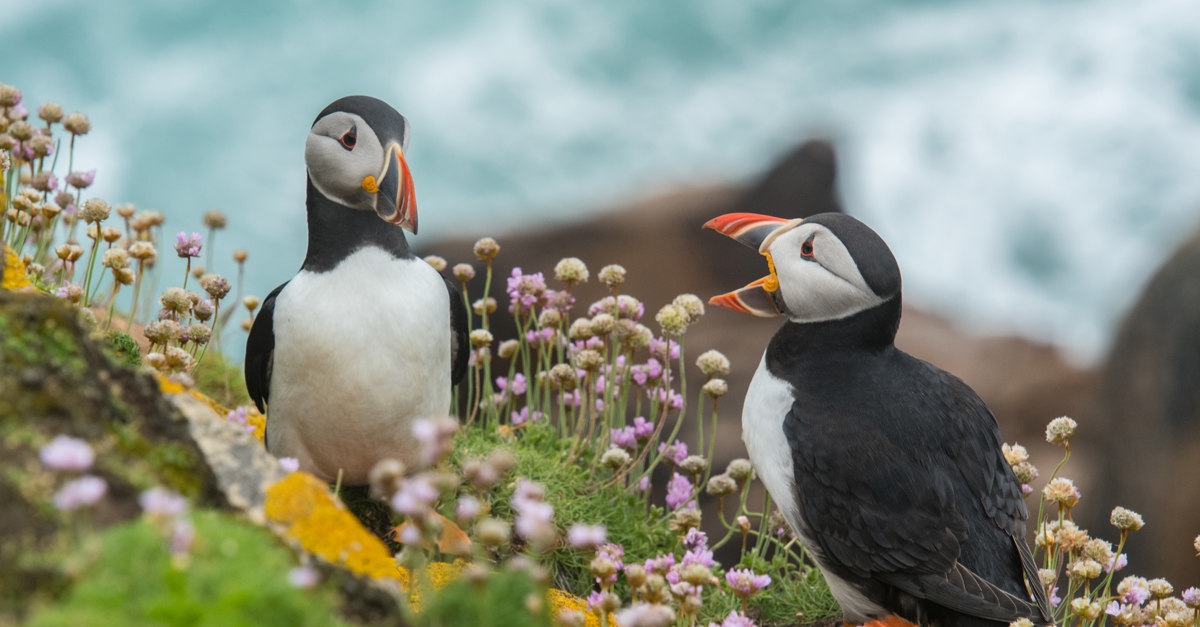 The Oban Three Isles Tour: Visit Mull, Iona and Staffa in a Day