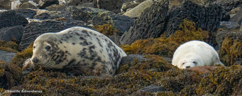 Sealife Adventures | Boat Tours | Oban