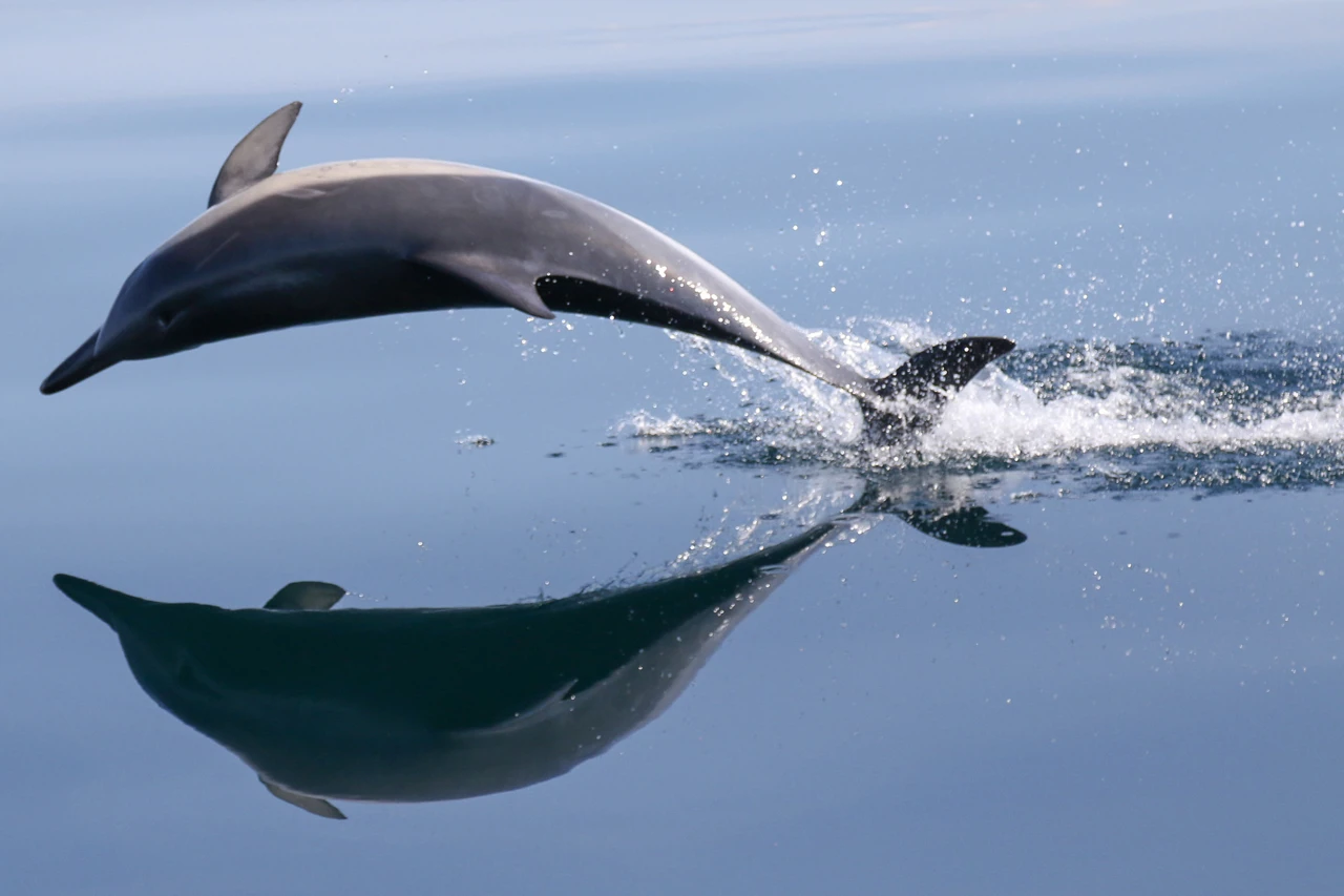 Coastal Connections | See & Do | Boat Trips | Wild About Argyll